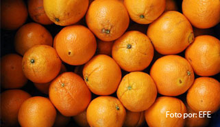 23 toneladas de naranja valencia fueron aptas para la exportación a ...